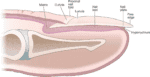 What Causes Thick Toenails? A Comprehensive Guide for Seniors - Swissklip